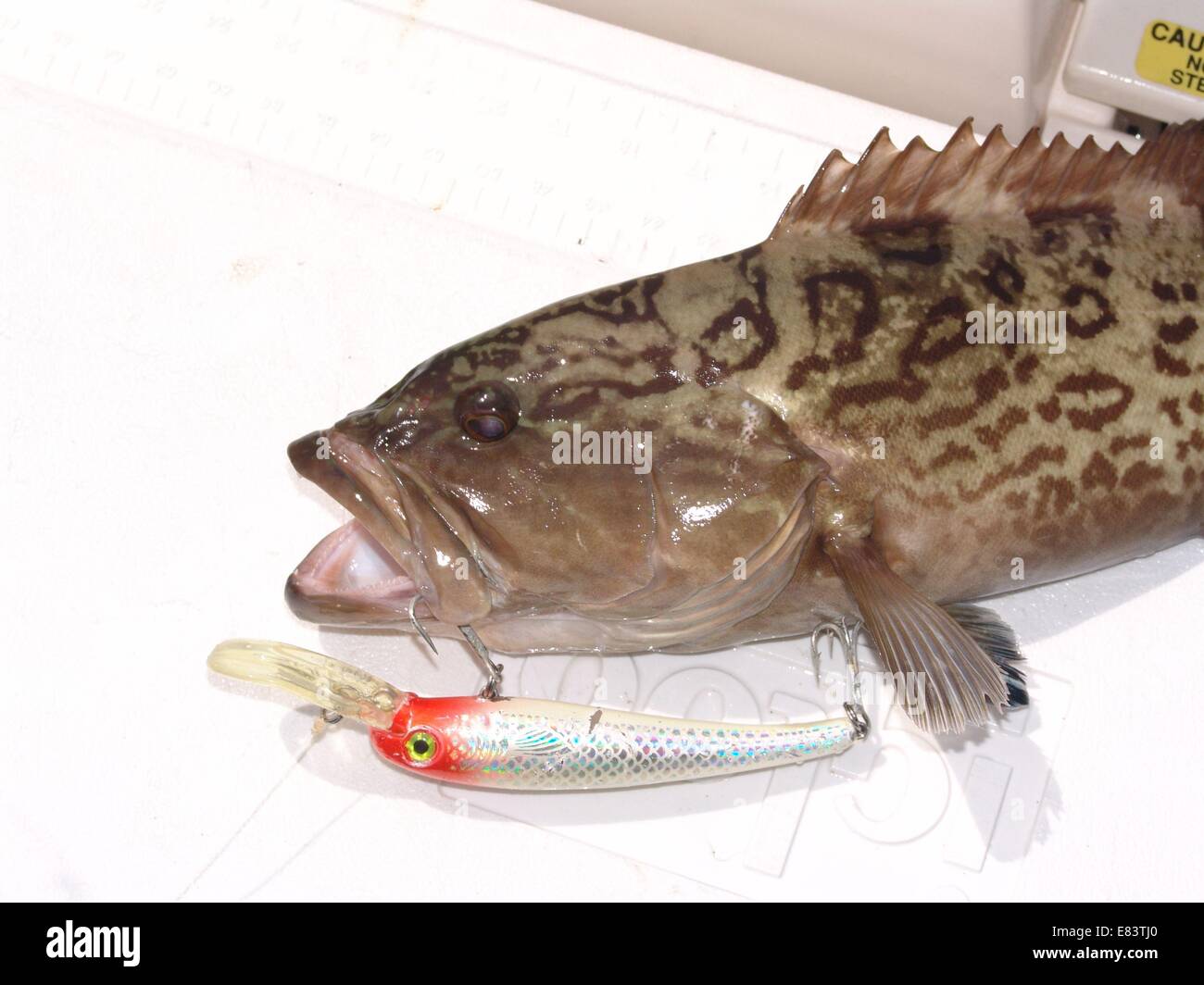 Gag grouper fishing hi-res stock photography and images - Alamy