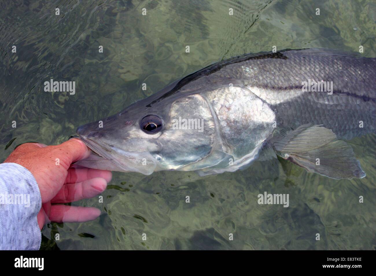 Snook season hi-res stock photography and images - Alamy