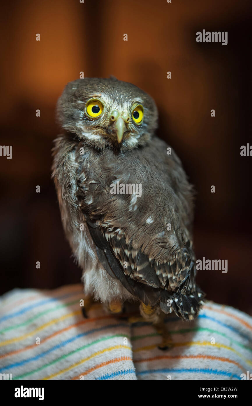 Spectacled bird hi-res stock photography and images - Alamy