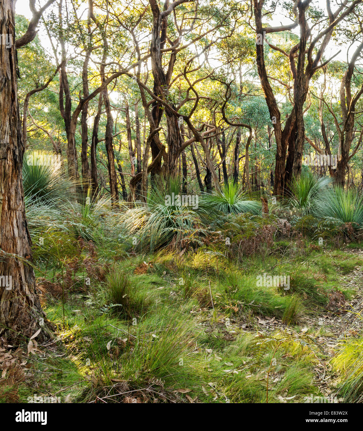 Australian landscape of the forest in South Australia's Deep Creek ...