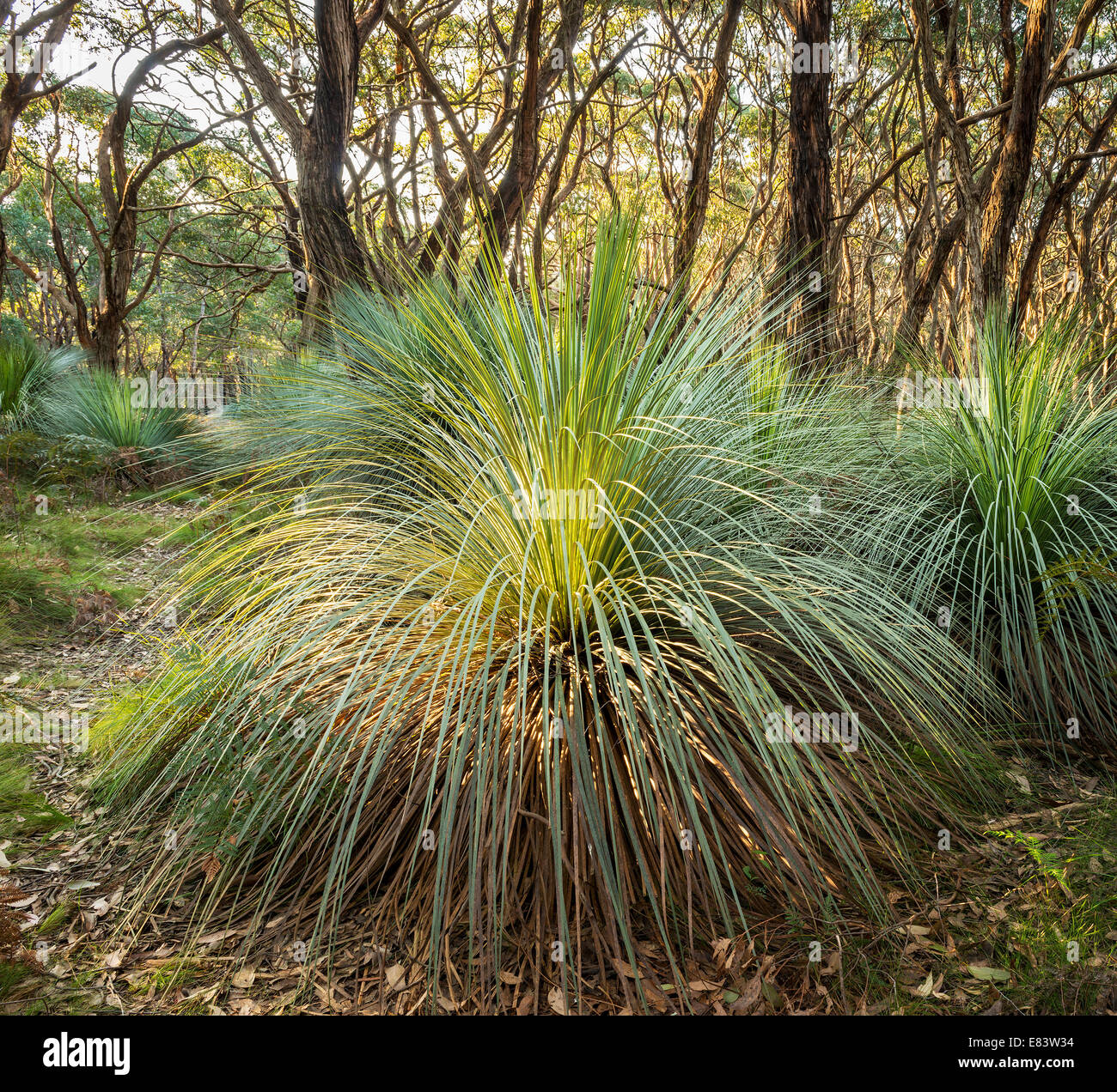 Australian landscape of grass trees in South Australia's Deep Creek ...