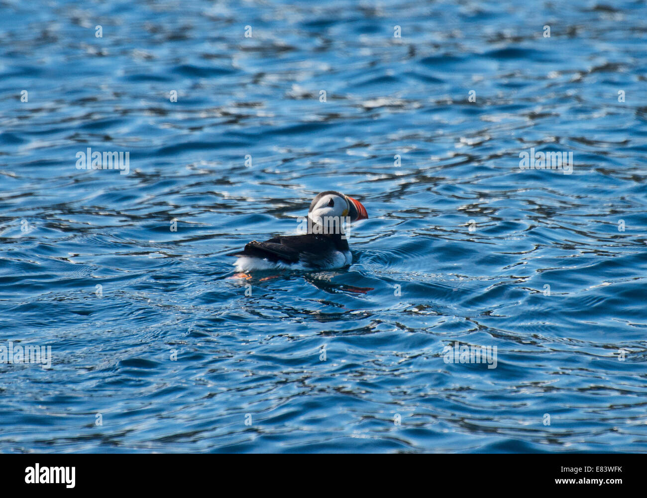 Puffin off the coast of Vesteralen in northern Norway Stock Photo - Alamy