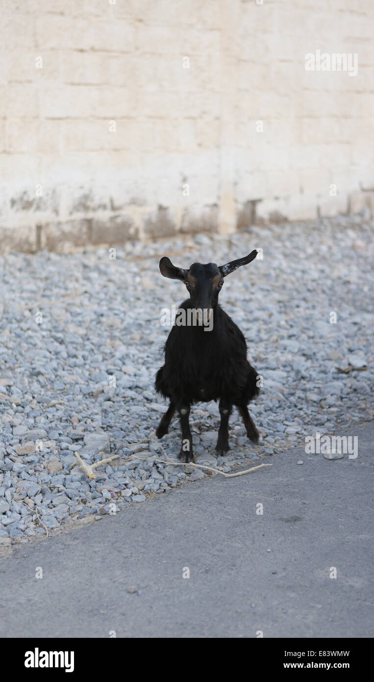 Startled goat on a gravel path, Dibba, Oman Stock Photo - Alamy