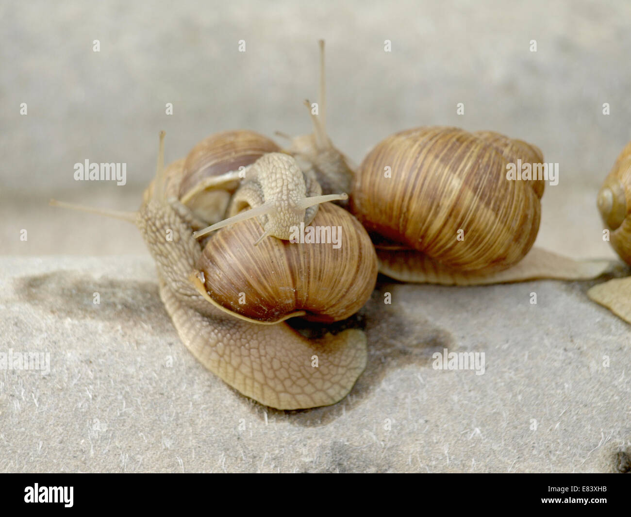 Crawling movement hi-res stock photography and images - Alamy