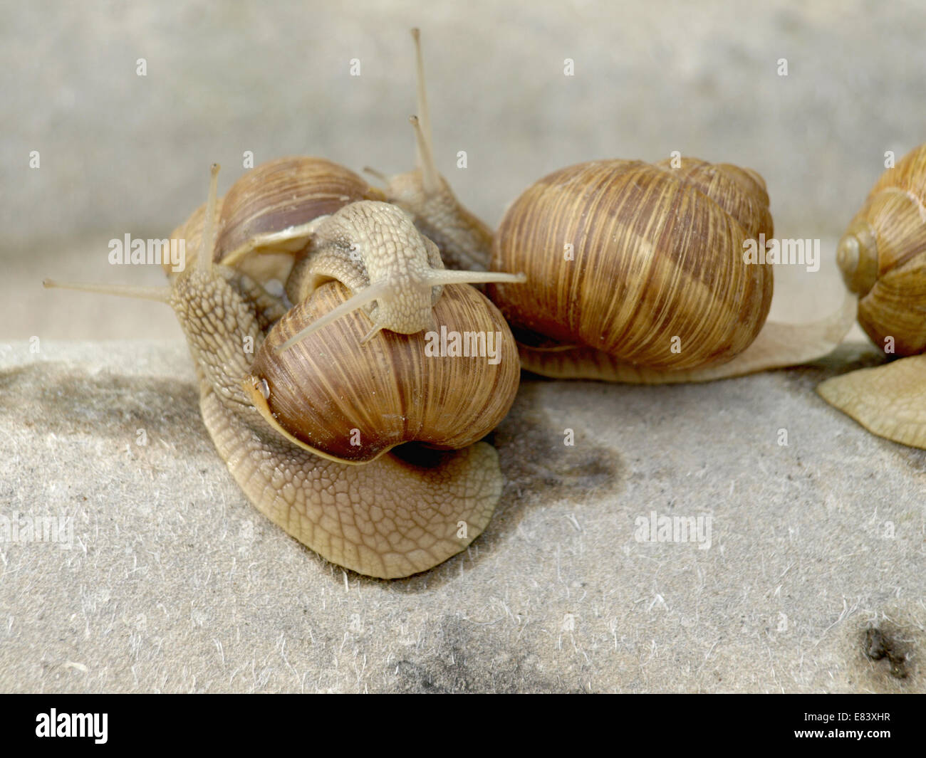 Spiral on snails shell hi-res stock photography and images - Alamy