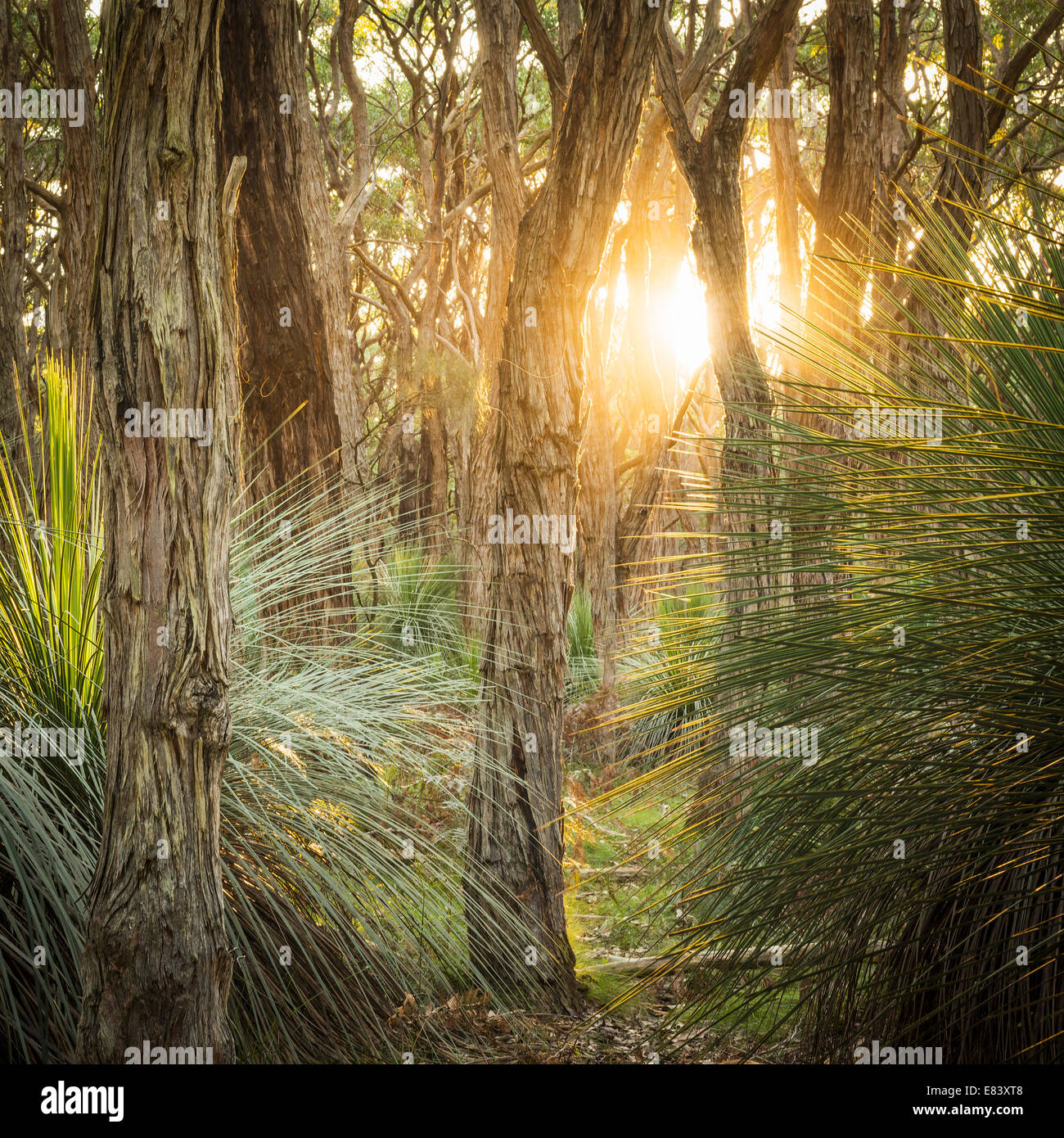 Sunlight Beaming Through Trees High Resolution Stock Photography and ...