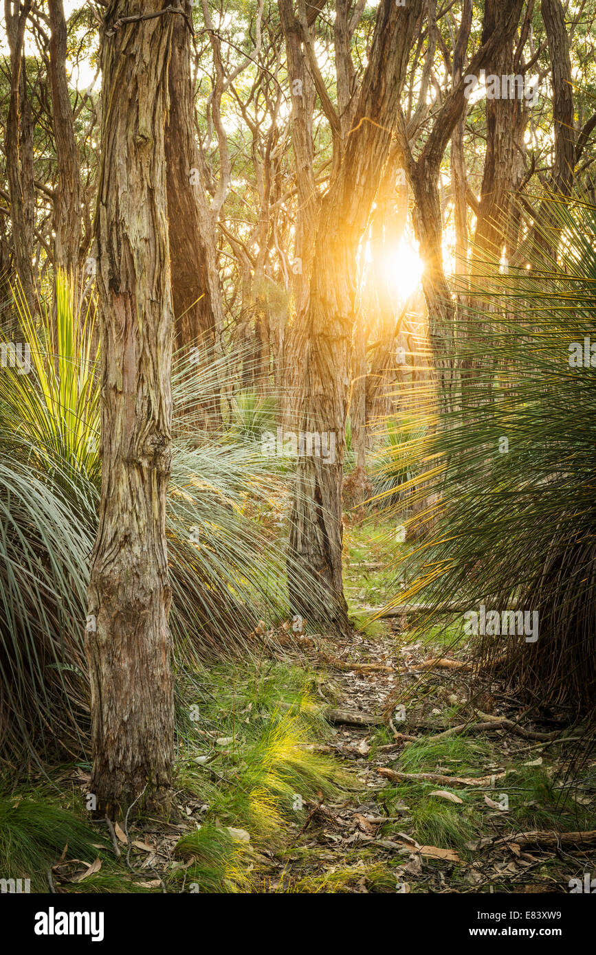 Sunlight beaming through tree leaves hi-res stock photography and ...