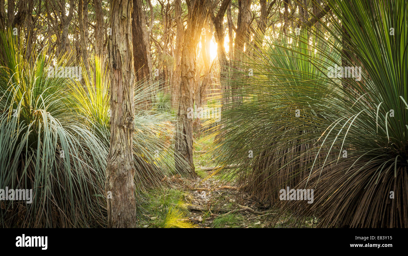 Australian forest landscape hi-res stock photography and images - Alamy