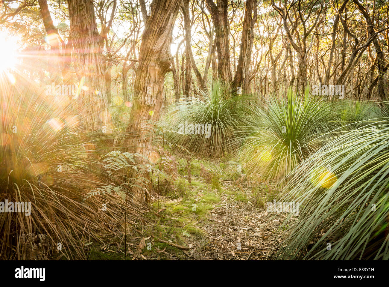 Australian forest landscape hi-res stock photography and images - Alamy