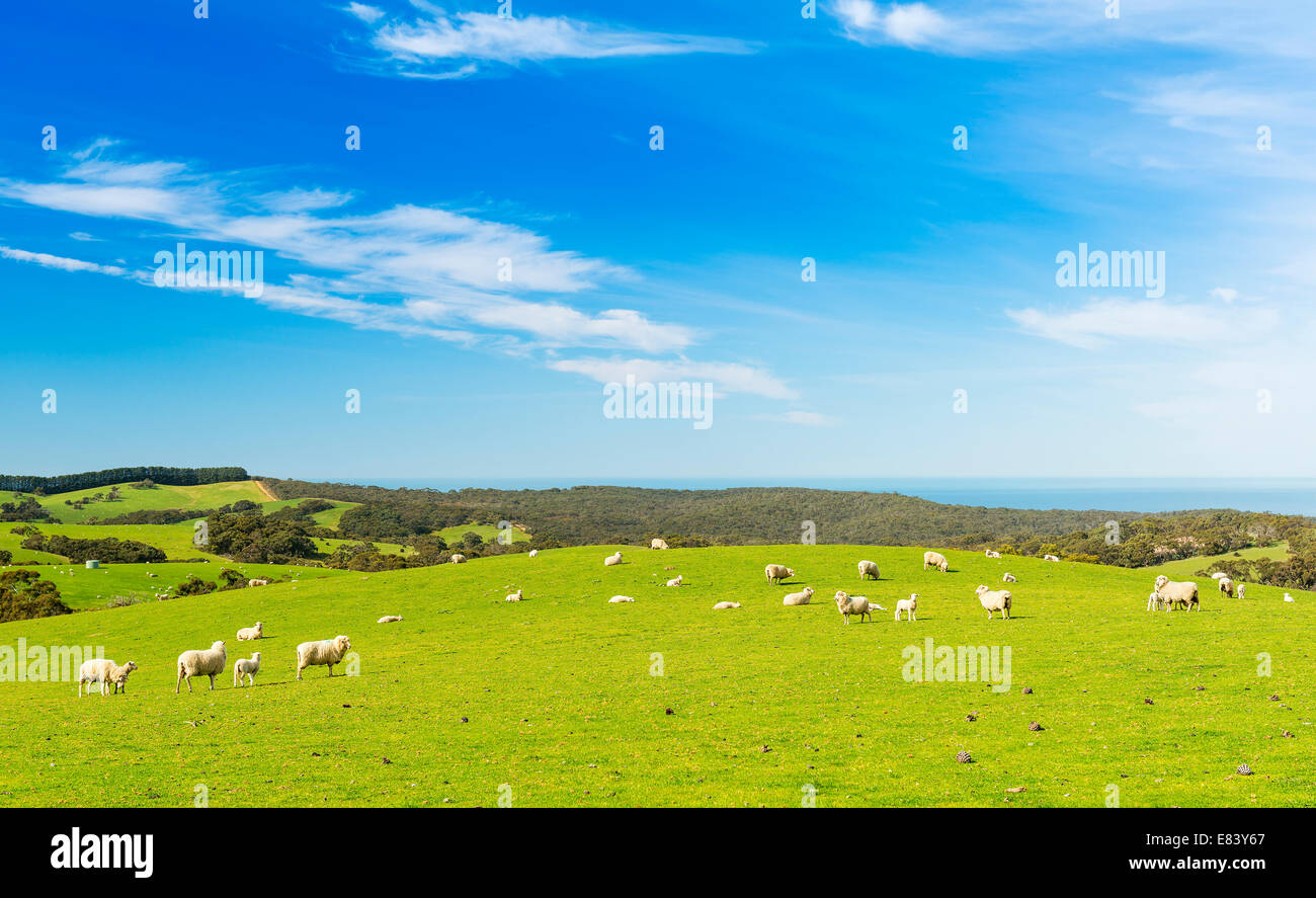 Sheep field background hi-res stock photography and images - Alamy