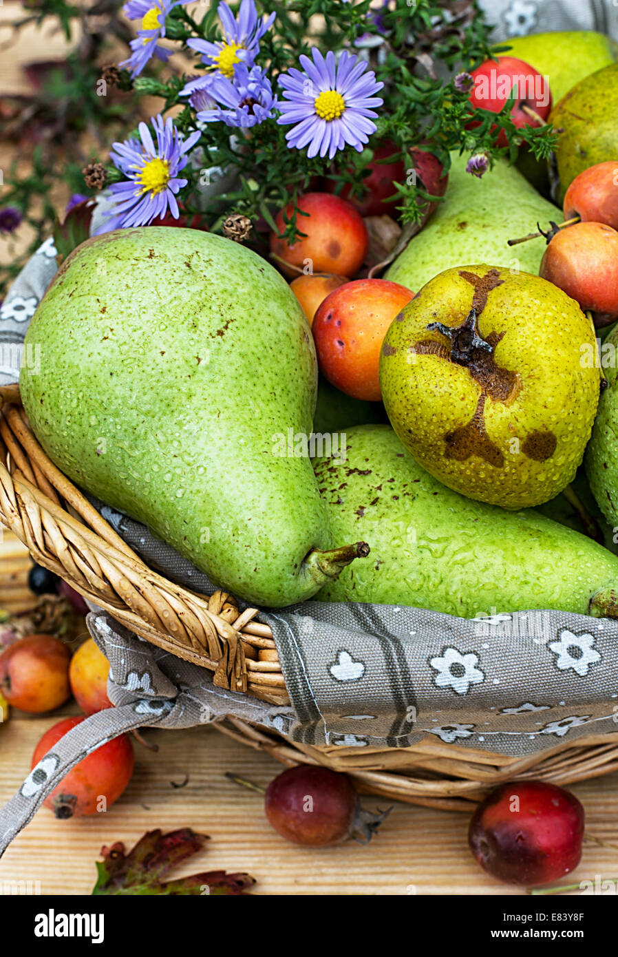 Harvest late autumn pears Stock Photo - Alamy