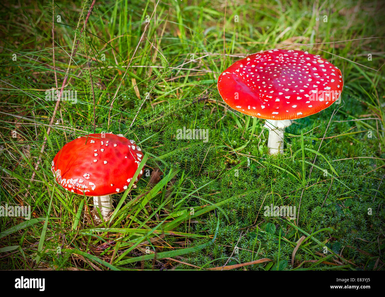 Red and white spotted toadstools hi-res stock photography and images ...