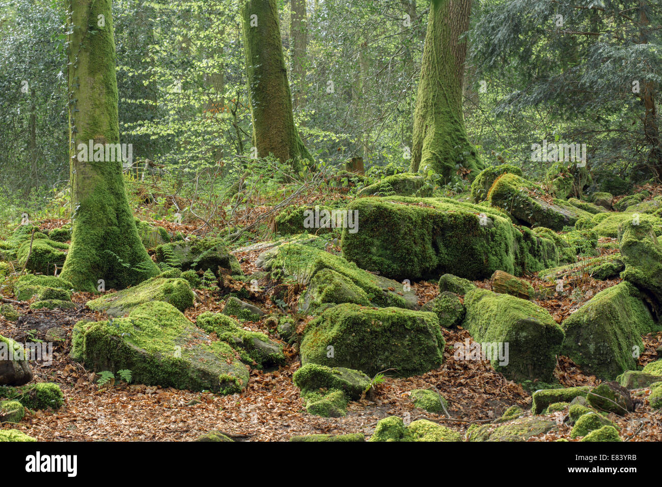 Moss covered boulders on the forest floor Stock Photo - Alamy