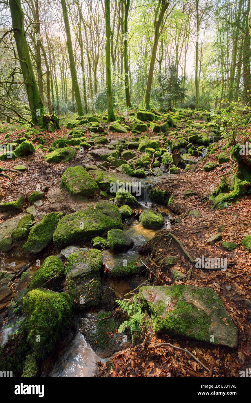 Boulder strewn stream in woodland Stock Photo - Alamy