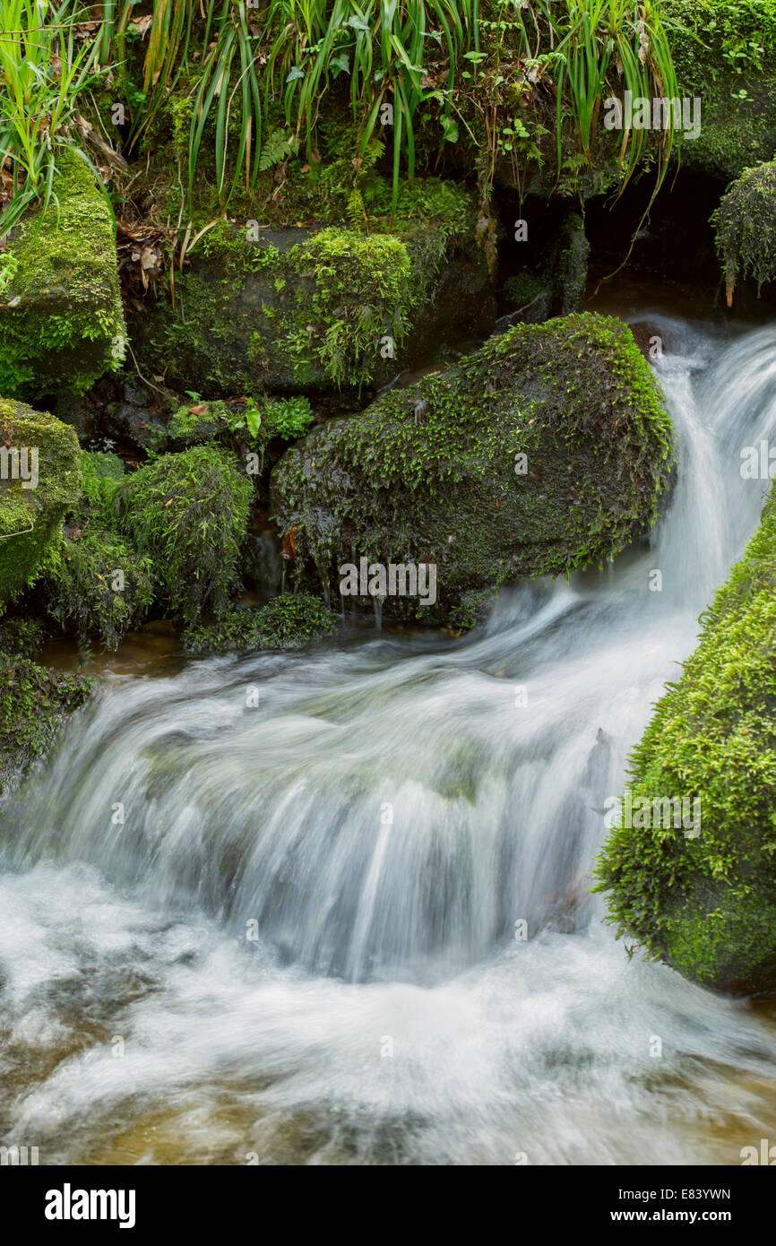 Moss rocks hi-res stock photography and images - Alamy
