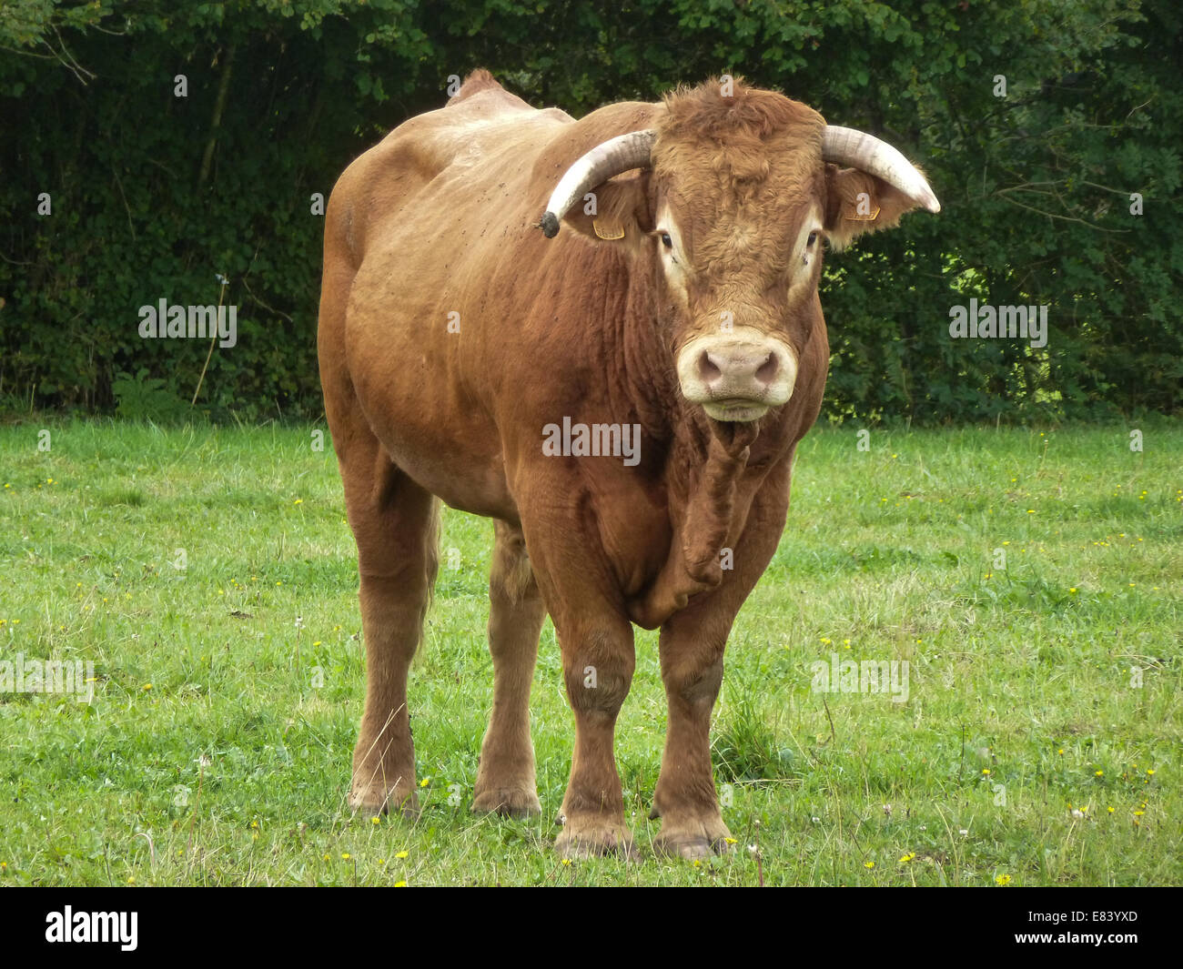 Limousin hi-res stock photography and images - Alamy
