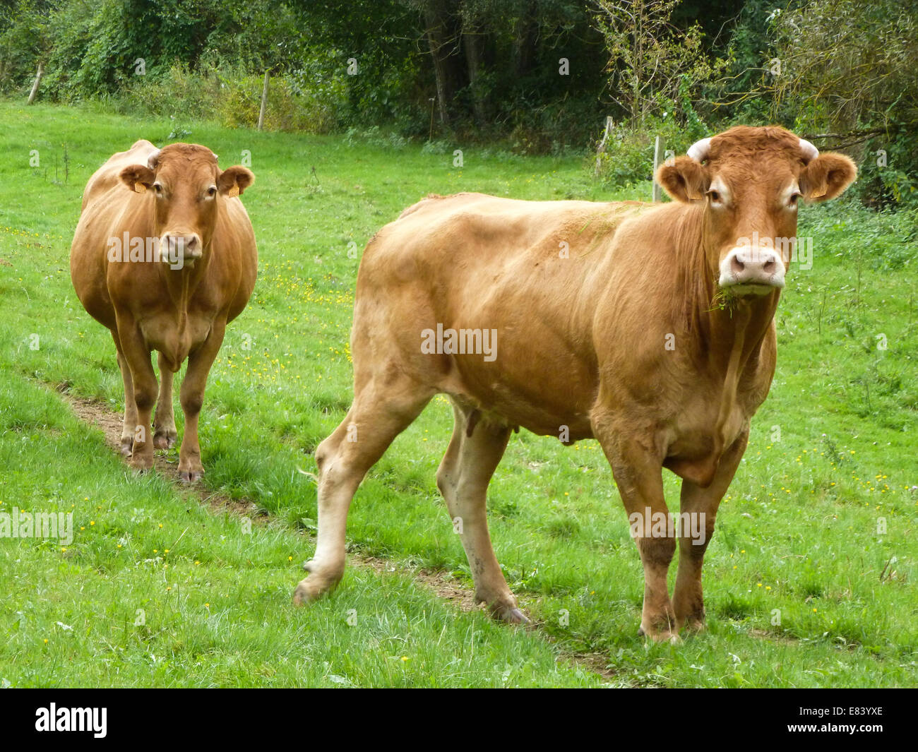 Limousin cows hi-res stock photography and images - Alamy