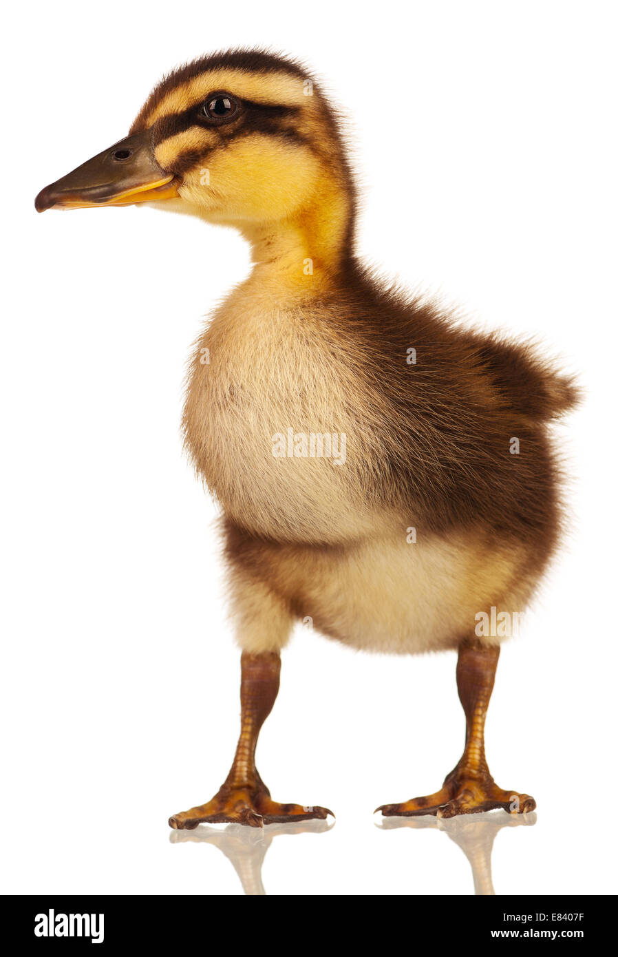 Furry duckling hi-res stock photography and images - Alamy