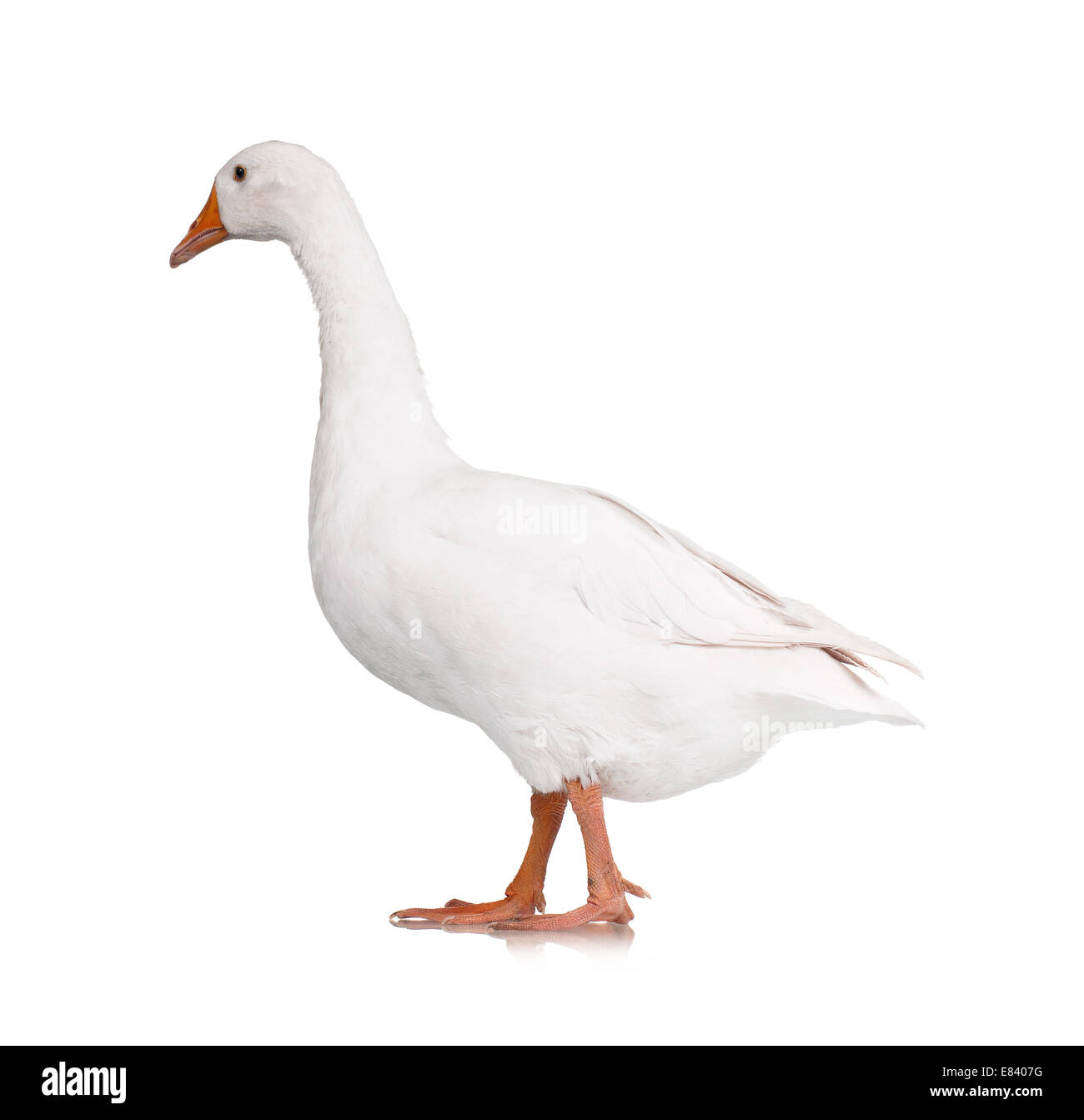 One goose Cut Out Stock Images & Pictures - Alamy