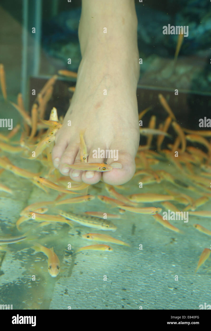 Fish Spa for foot Skin Therapy Stock Photo - Alamy