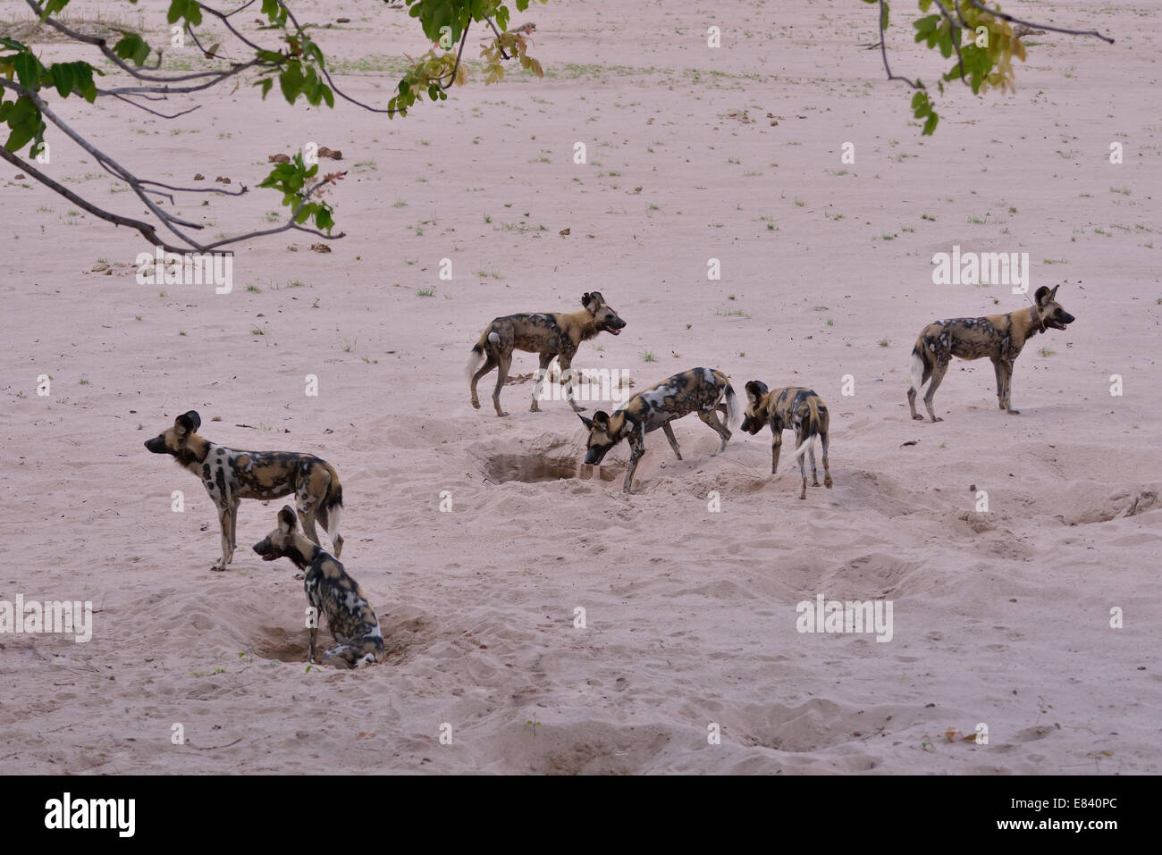 African Wild Dogs Stock Photos & African Wild Dogs Stock Images - Alamy