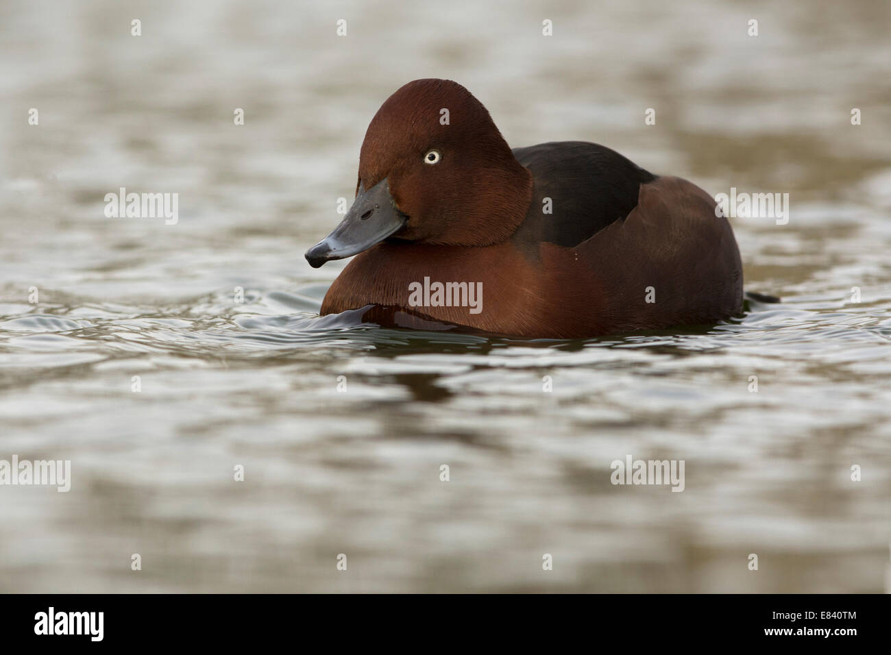 Ferruginous Duck or Ferruginous Pochard (Aythya nyroca), Texel, North ...