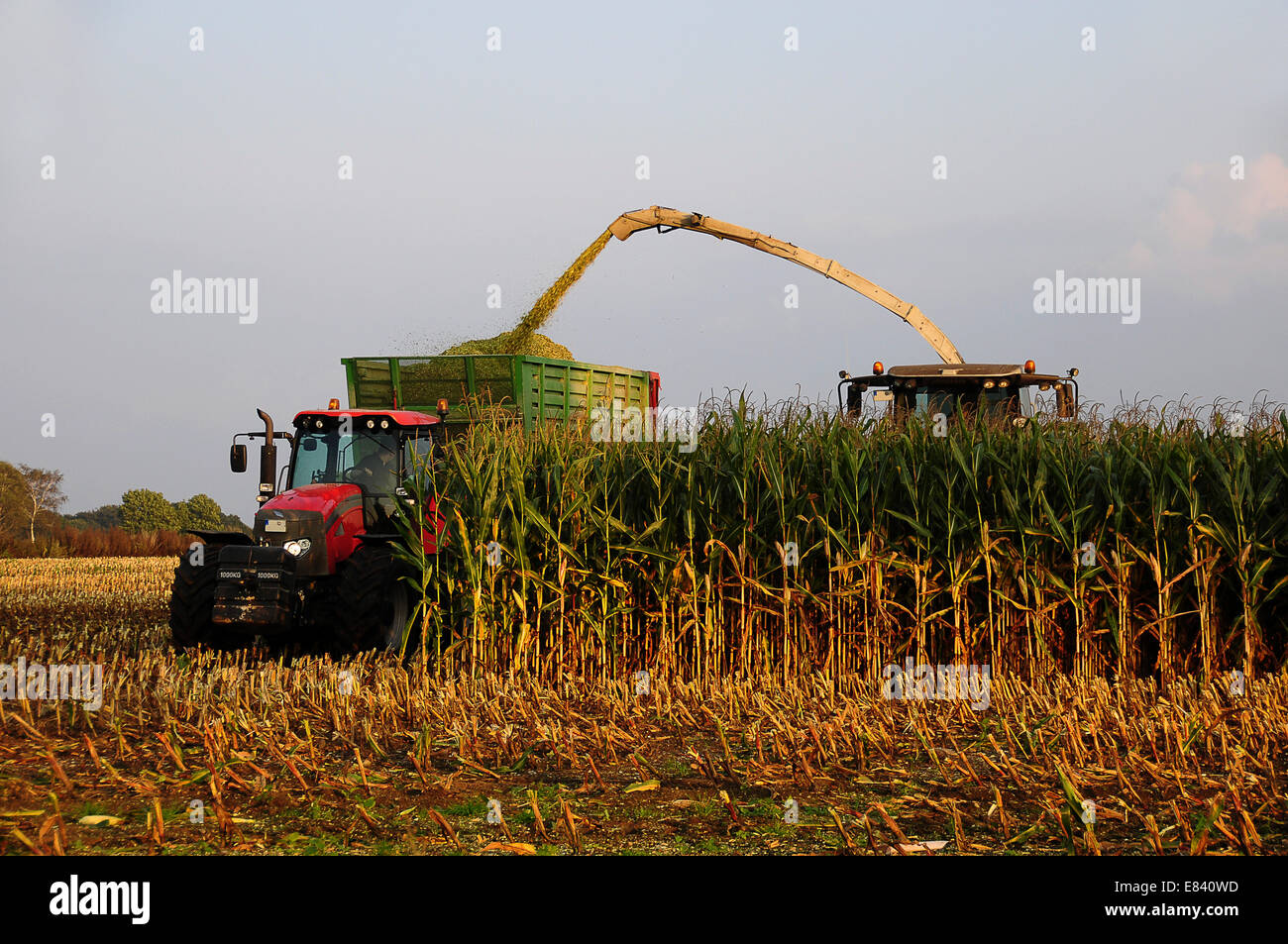 Maize harvest, combine harvester and shredder on a maize field ...