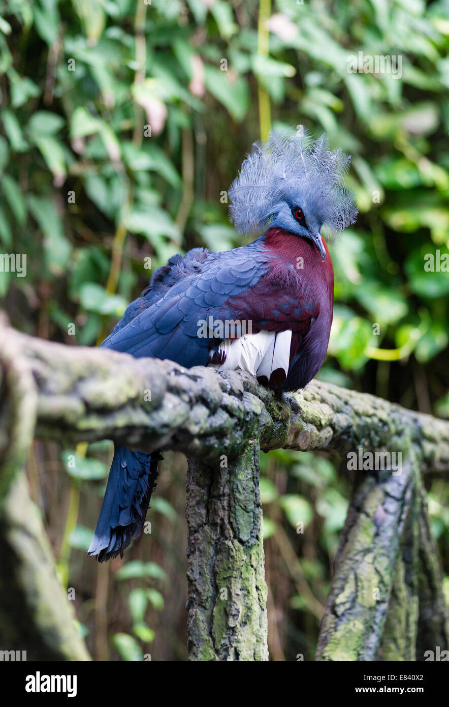Southern Crowned Pigeon (Goura scheepmakeri), native to New Guinea ...