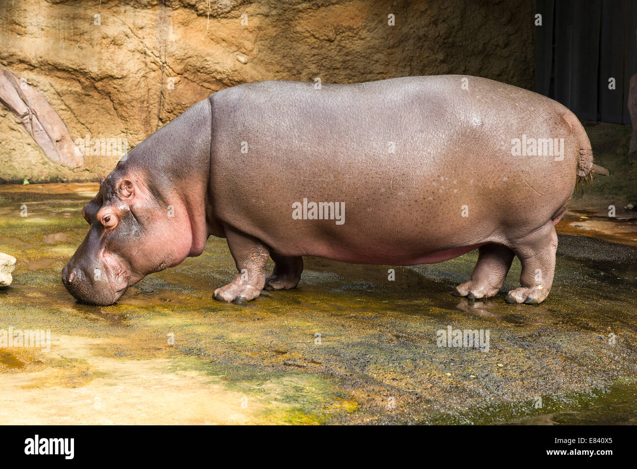 Hippopotamus (Hippopotamus amphibius), captive Stock Photo - Alamy