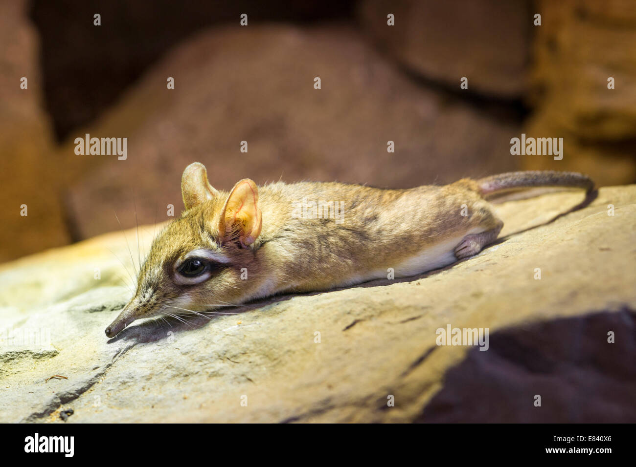 Elephant shrew hi-res stock photography and images - Alamy