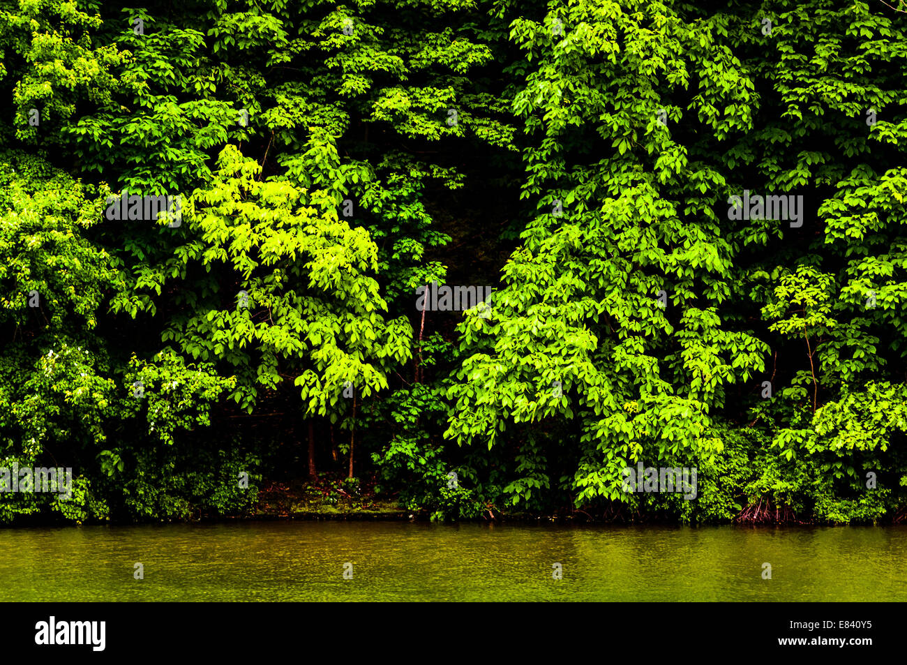 Trees on the shore of Lake Marburg, at Codorus State Park, Pennsylvania ...