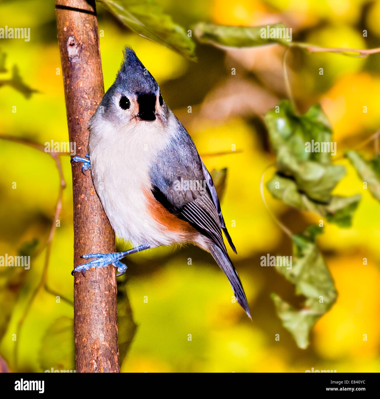 Titmouse tree hi-res stock photography and images - Alamy