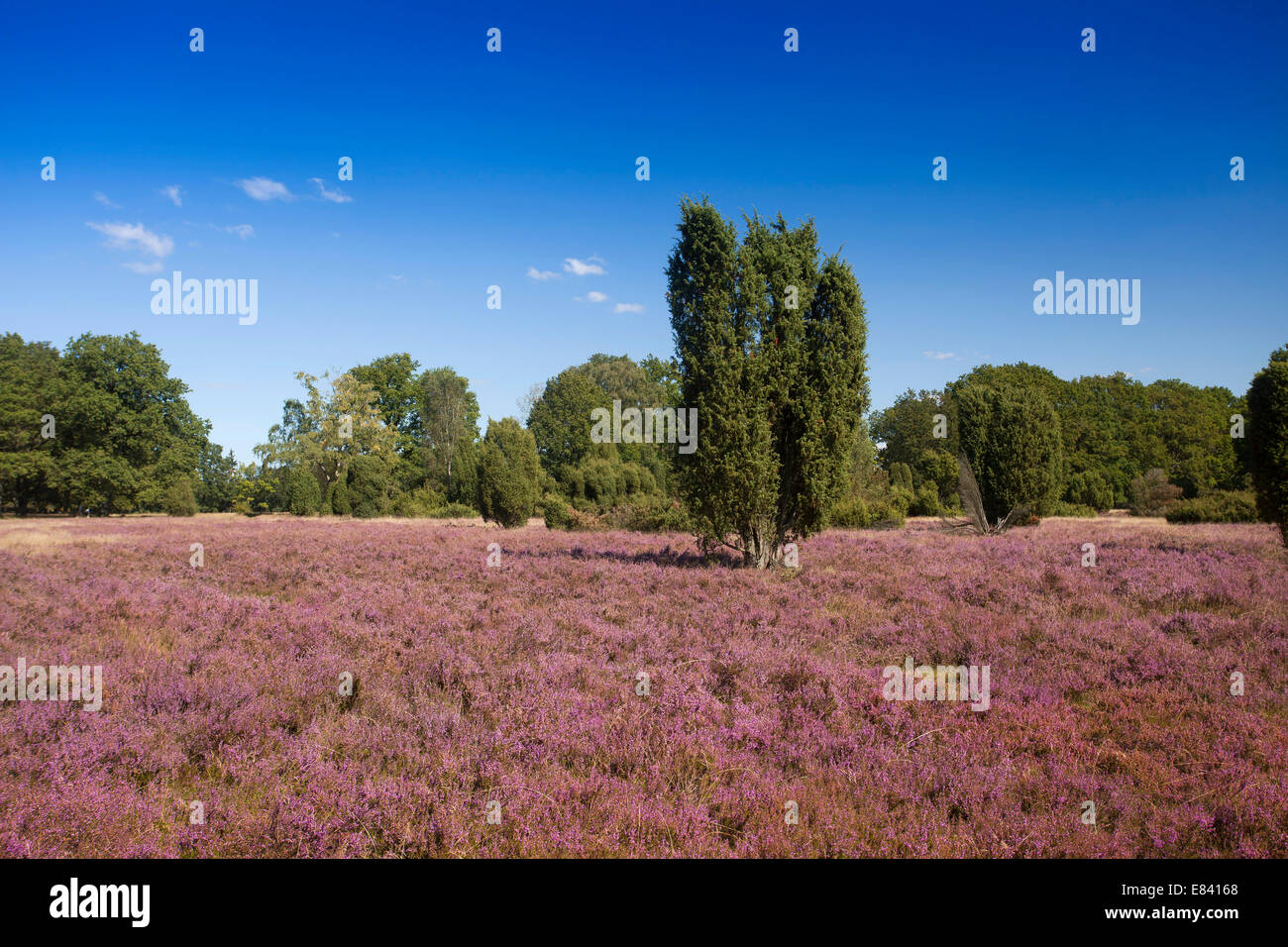 Countryside with flowering Heather (Calluna vulgaris) and Juniper ...