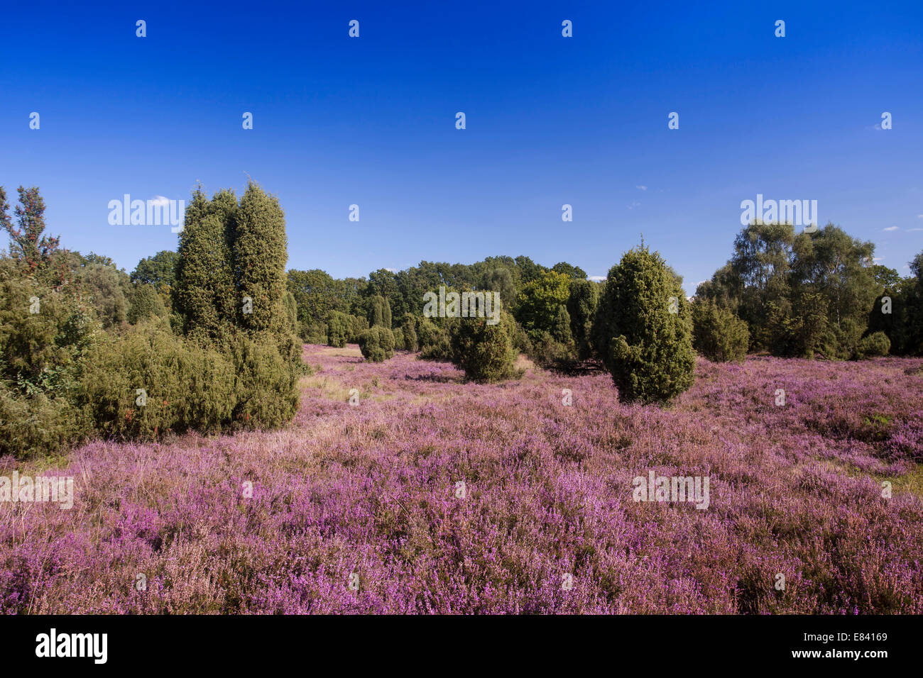 Countryside with flowering Heather (Calluna vulgaris) and Juniper ...