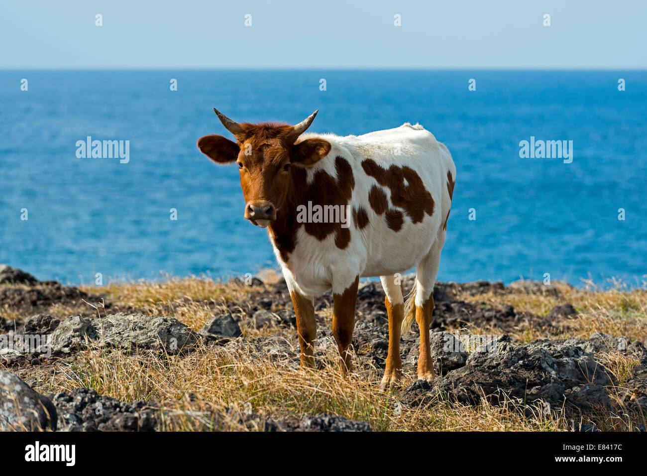 Pacific island agriculture hi-res stock photography and images - Alamy