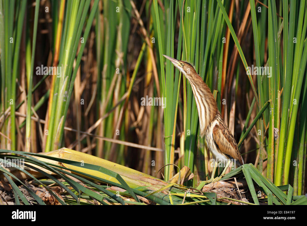 Little Bittern (Ixobrychus minutus), juvenile bird in its habitat at ...