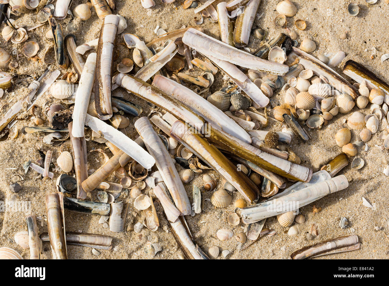 Ensis ensis germany hi-res stock photography and images - Alamy