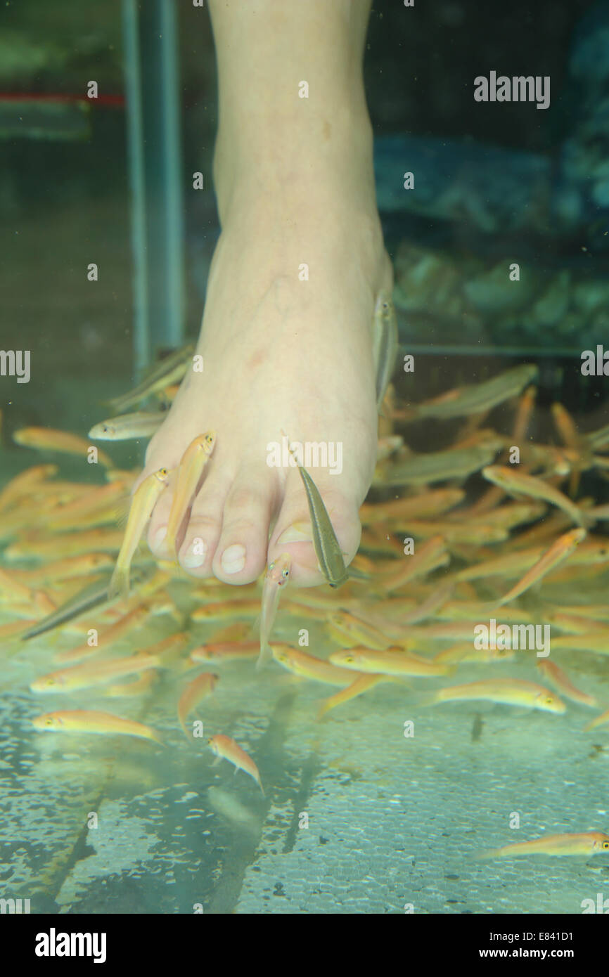 Fish Spa for foot Skin Therapy Stock Photo - Alamy