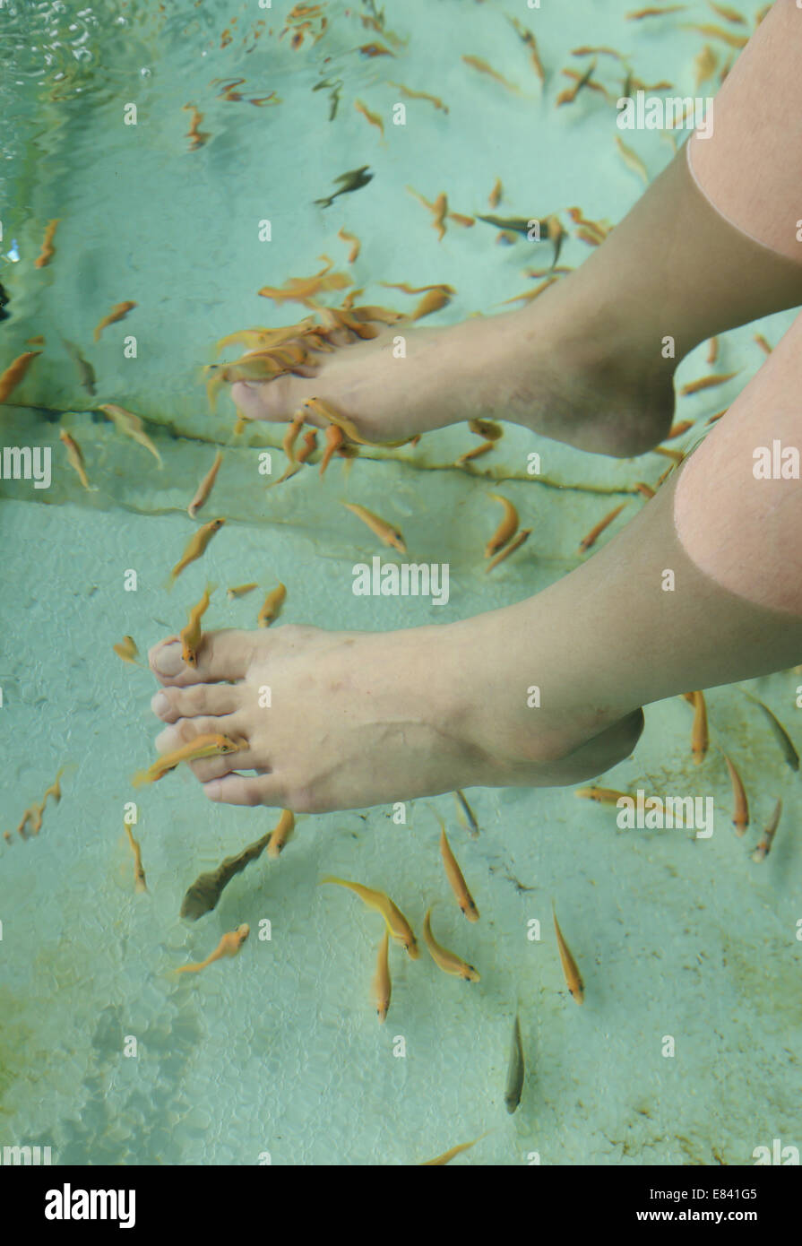 Fish Spa for foot Skin Therapy Stock Photo - Alamy