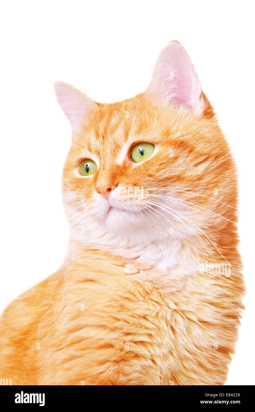 Funny adult red tabby cat hi-res stock photography and images - Alamy