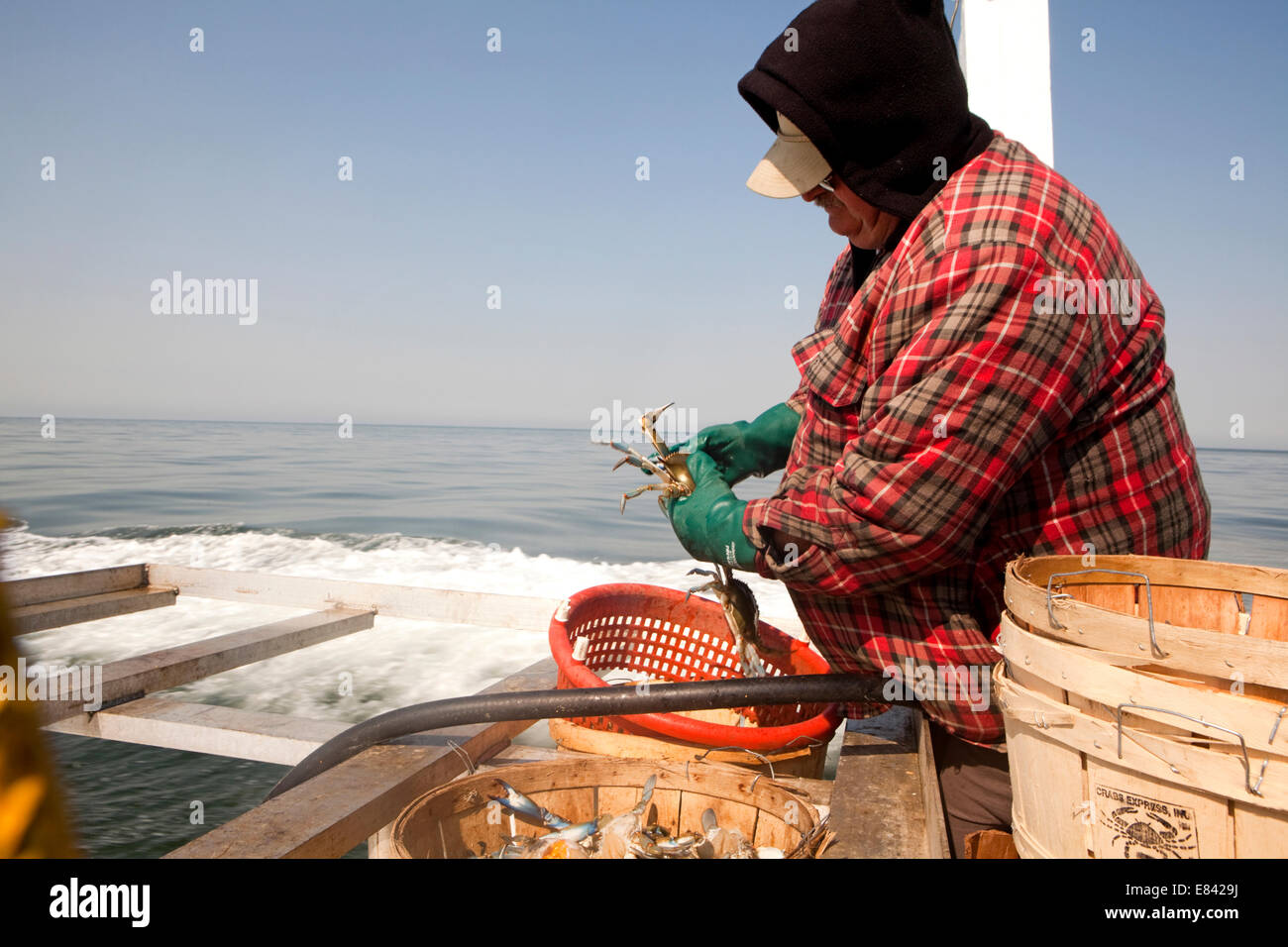 Fisherman loading crabs into bushel on fishing boat, Chesapeake Bay ...