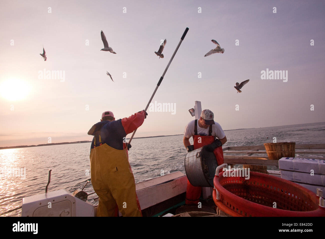 Fisherman retrieving catch on board fishing boat at sea, Chesapeake Bay ...
