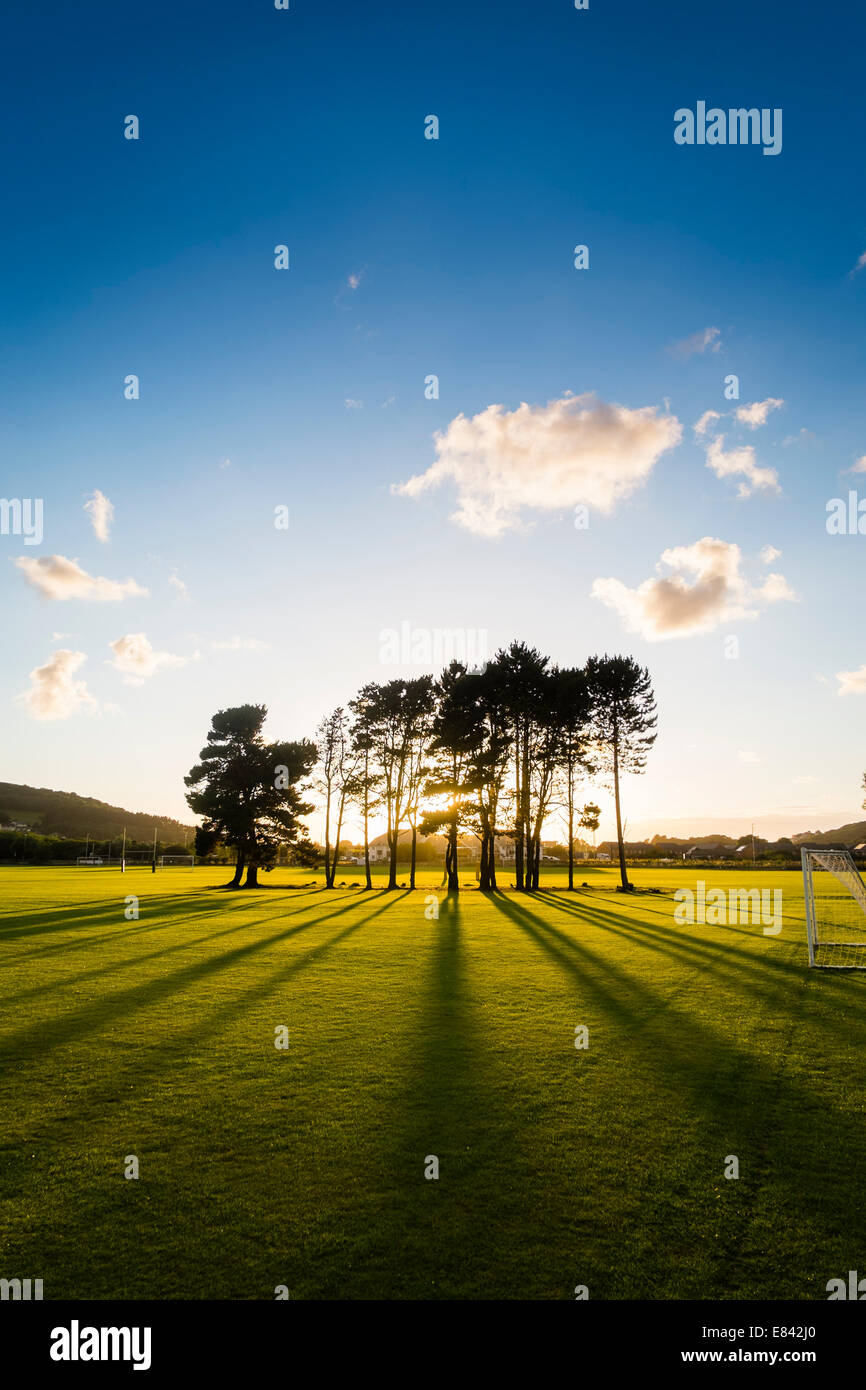 Summer evening, UK, A group of trees in silhouette at sunset with long ...