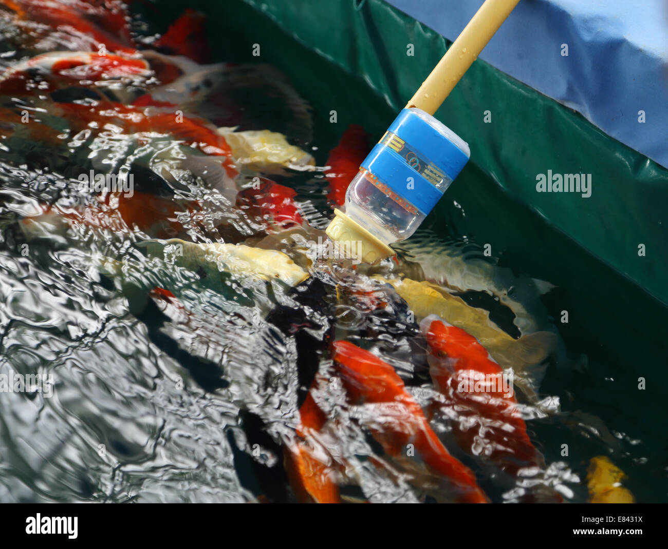 Koi fish milk bottle hi-res stock photography and images - Alamy