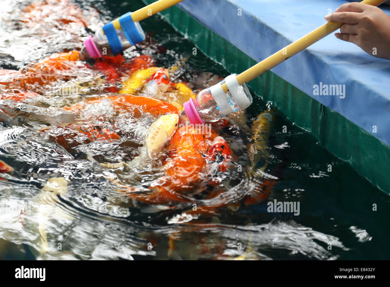 Koi fish milk bottle hi-res stock photography and images - Alamy