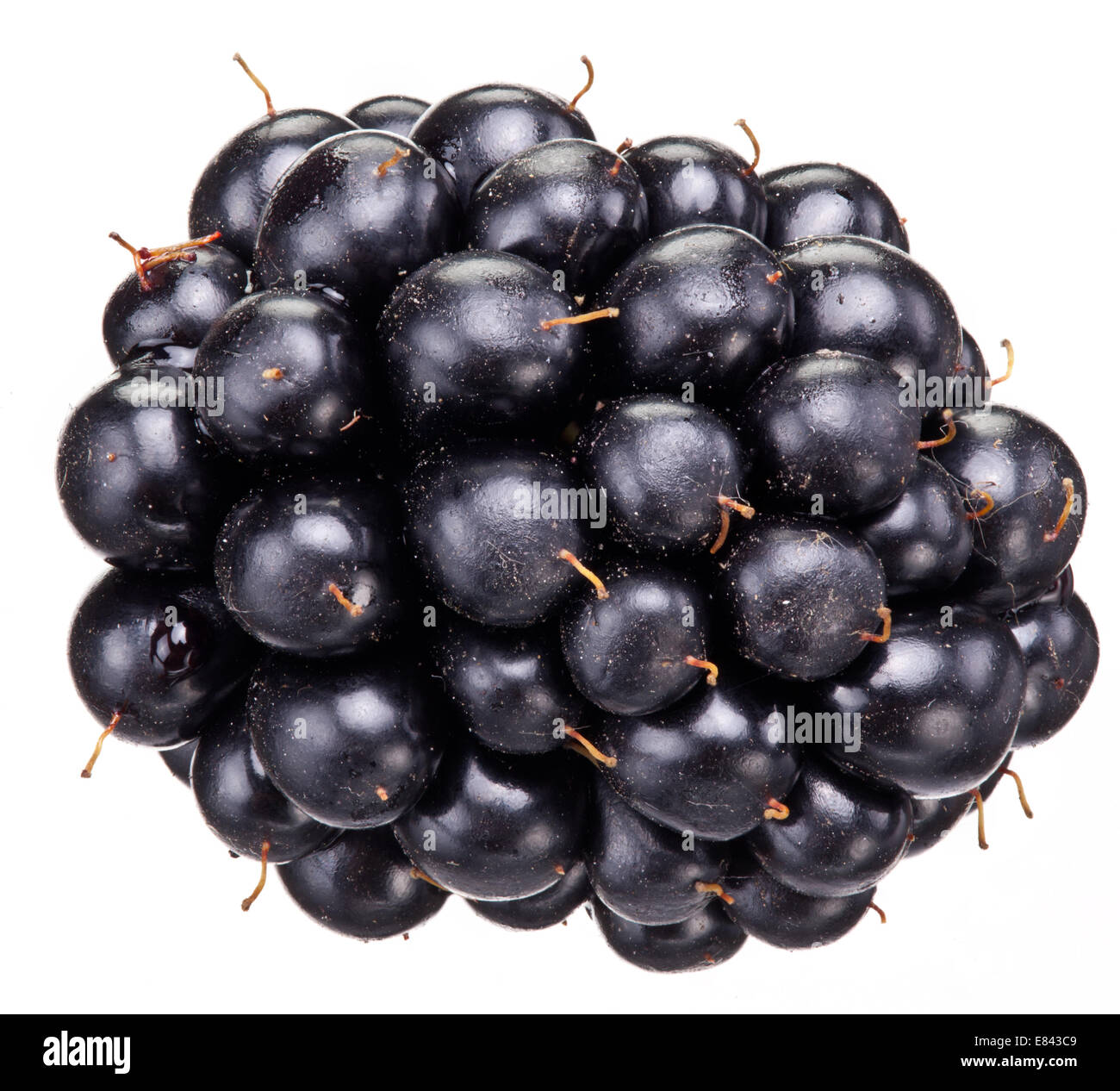 One blackberry hi-res stock photography and images - Alamy