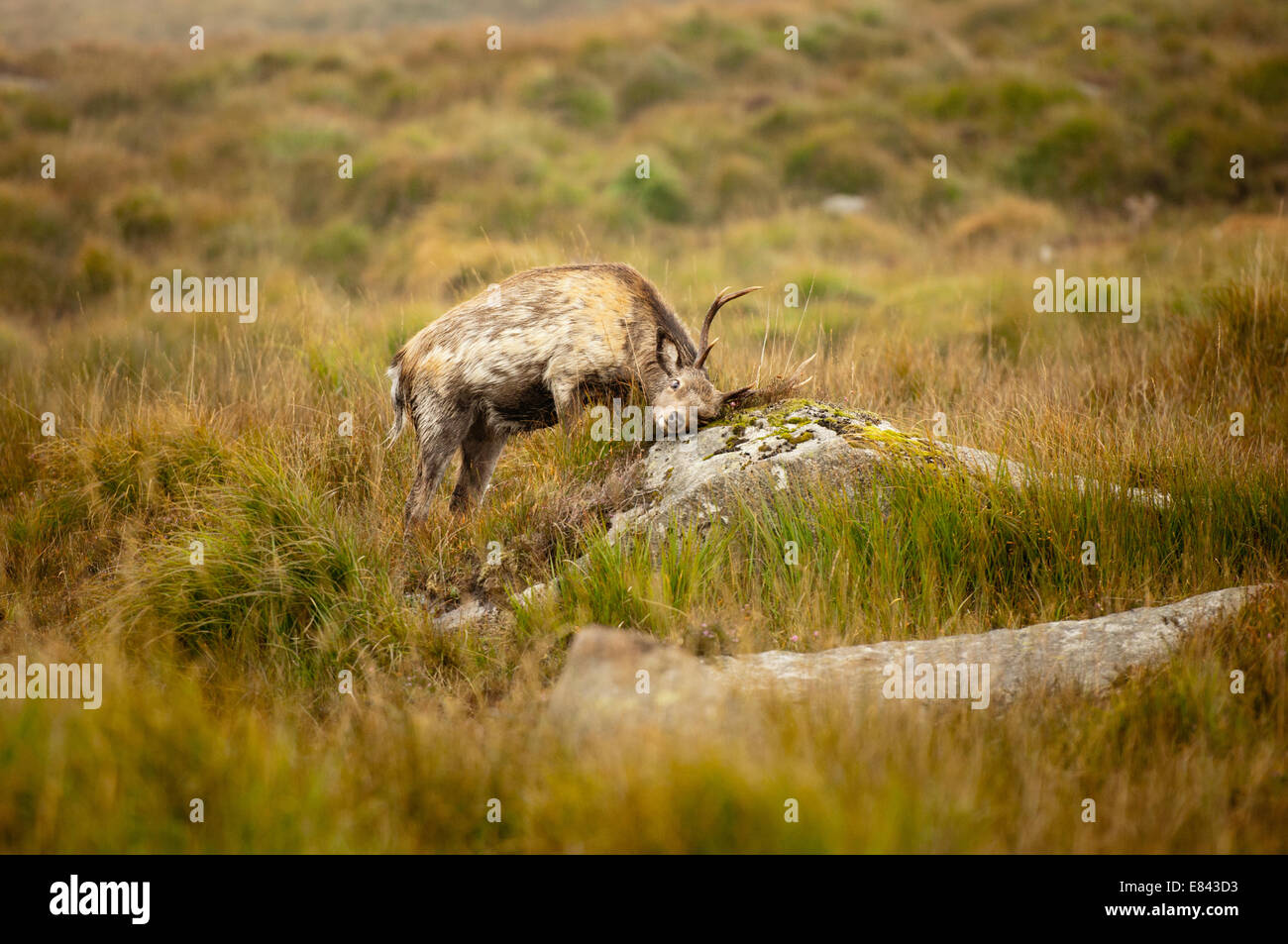 Stag rock hi-res stock photography and images - Alamy