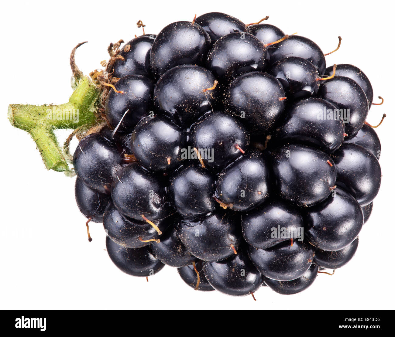 One dewberry over white background. Macro shot Stock Photo - Alamy