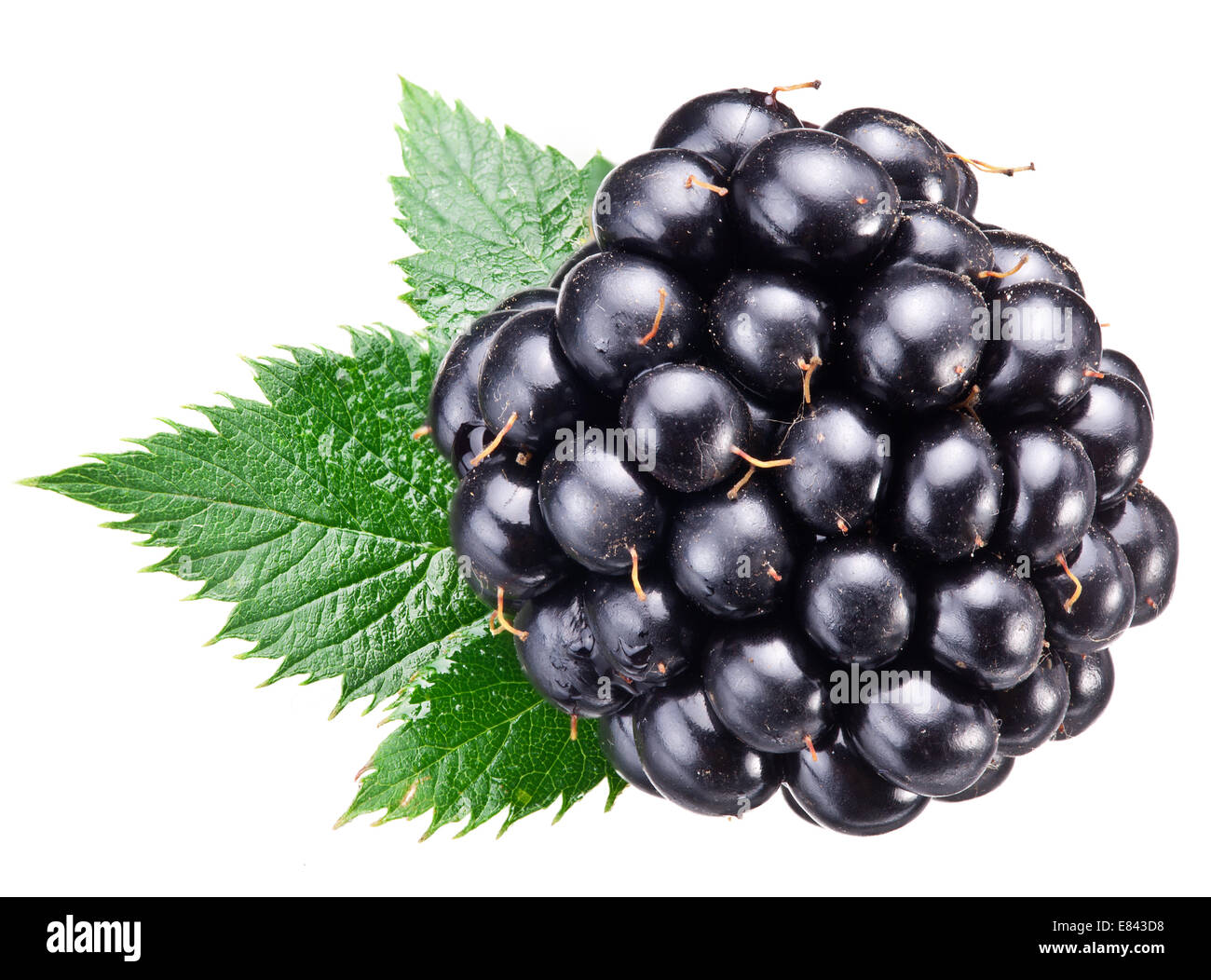 One dewberry with leaves isolated over white background. Macro shot ...