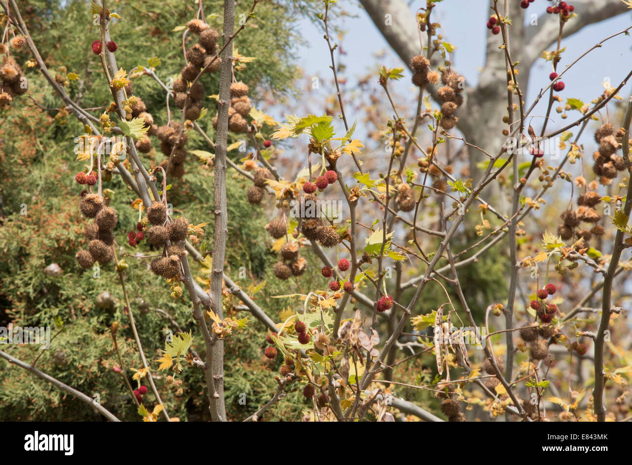 Oriental Plane, Platanus orientalis, in flower in spring. Greece Stock ...